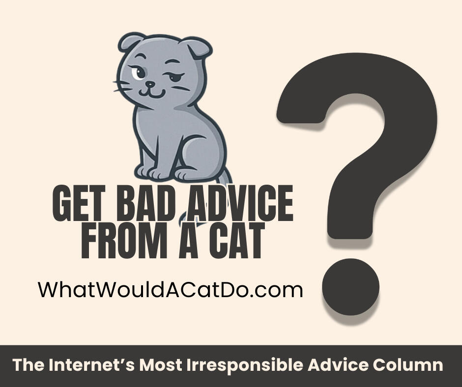 What Would a Cat Do? | Funny Cat Advice & Feline Wisdom